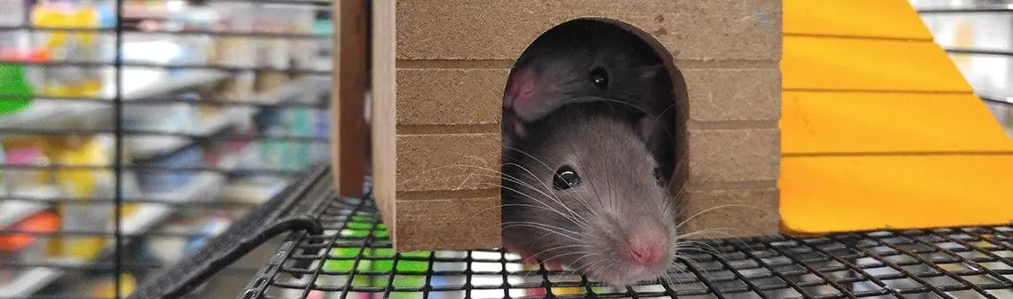 Mice, post hoc tests and diffograms - deepsense.ai